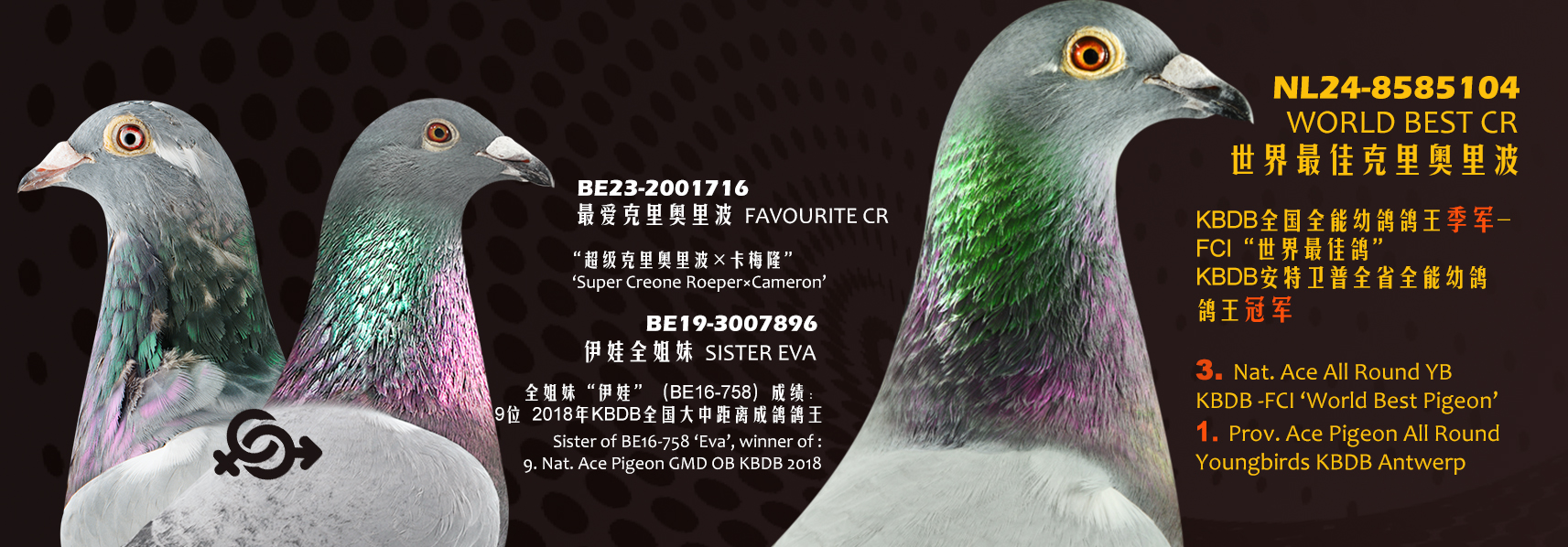 European Pigeon Website