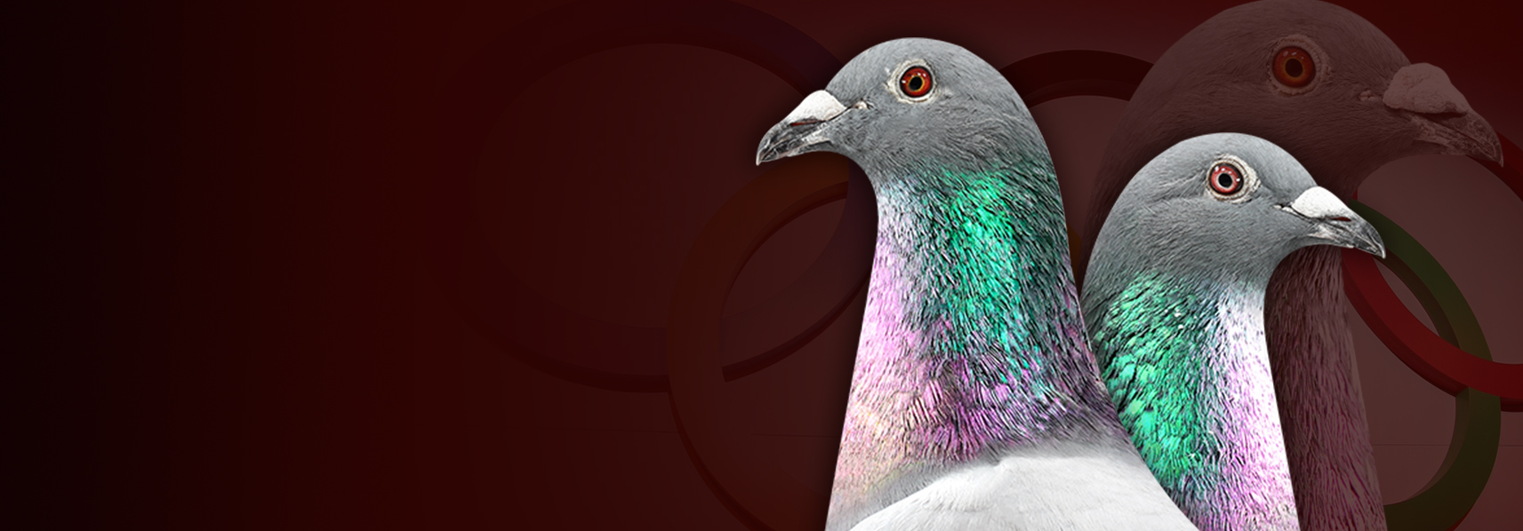 European Pigeon Website