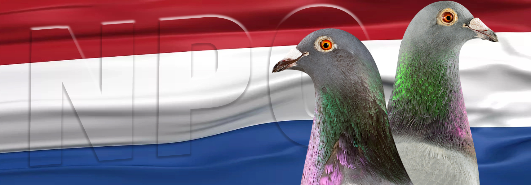 European Pigeon Website